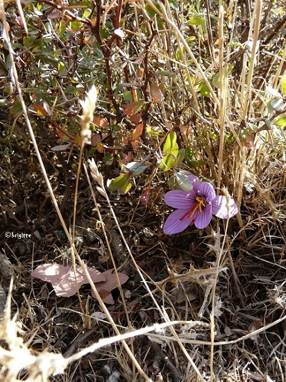 Colchicum at Ideon Andron cave Crete – Meet Crete